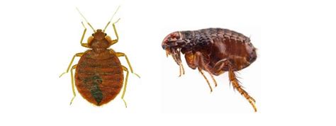 Bed Bugs And Fleas What Sets Them Apart