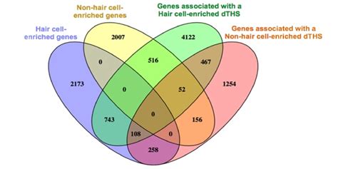 Chromatin Region Accessibility Cross Species Comparisons And Cell Type
