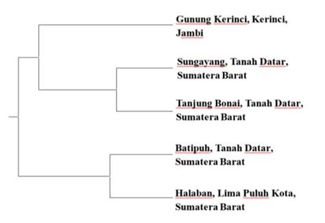 Gambar 4 Dendrogram Yang Disusun Menggunakan Nilai Jarak Genetik Gambar 4 Dendrogram Yang Disusun Menggunakan Nilai Jarak Genetik