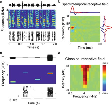 Tuning Of A Single Neuron Can Be Compared Between The Processing Of Download Scientific