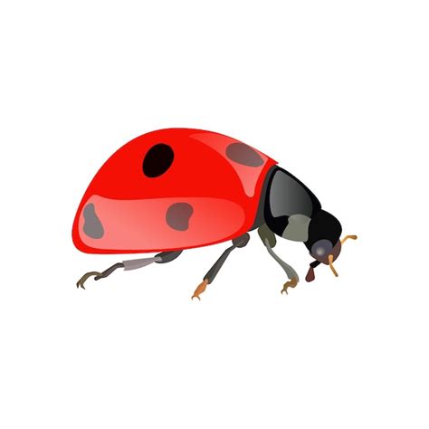 Ladybug Side View Images Free Download On Freepik