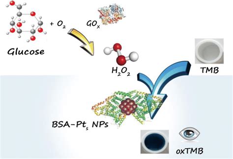 Schematic Presentation Of Sensitive Colorimetric Method Of Glucose