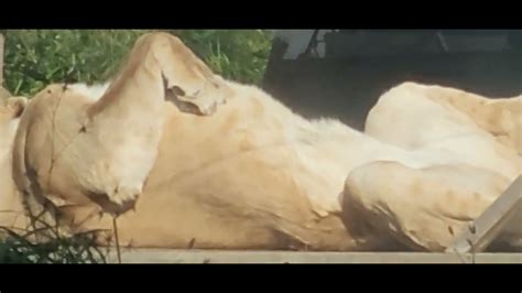 사자 행동 배보이고 누워서 썬텐 하는데~확대해서보세요 Youtube