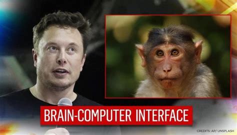 Elon Musks Neuralink Brain Computer Interface Allows Monkey To Play Mind Pong USA Herald