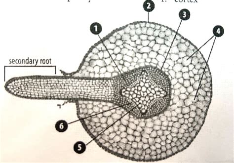 Layer Of Root Cross Section Matching Diagram Quizlet