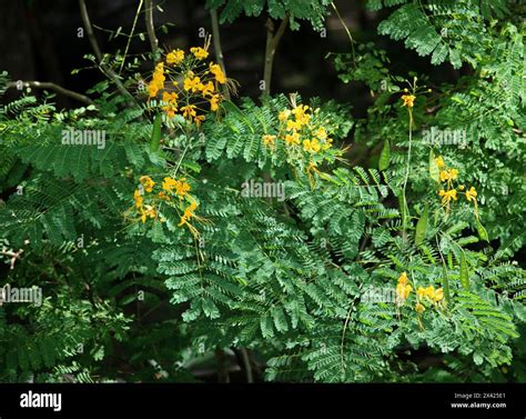 Caesalpinia Mexicana Tree Red Bird Of Paradise Cut It Back