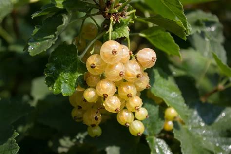 25 Shade Loving Perennials To Brighten Up Shady Spots