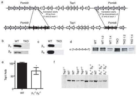 β 1i And β 5i Double Ko Mice A Exons Targeted For The Sequential Ko