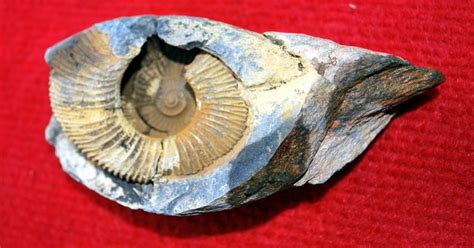 Marine Fossils On The Roof Of The World Why Seashells Are Found On Mount Everest