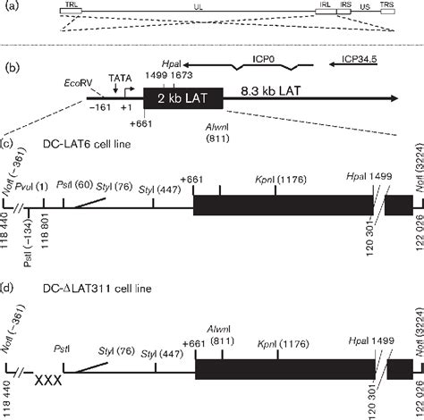 Figure 1 From Herpes Simplex Virus Type 1 Latency Associated Transcript Inhibits Apoptosis And