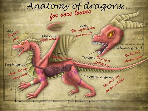 Dragon Anatomy Organs