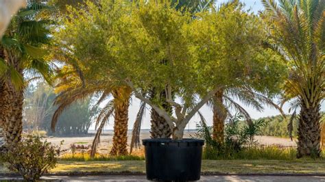 Parwez Alam Siddique Posted On Linkedin