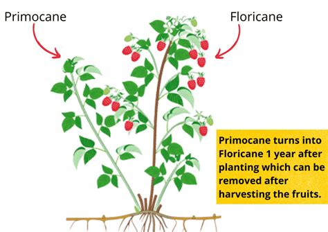 Ultimate Guide To Pruning Raspberries Plants Craze