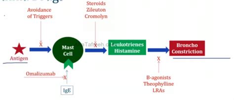 1 PFT And Asthma Flashcards Quizlet