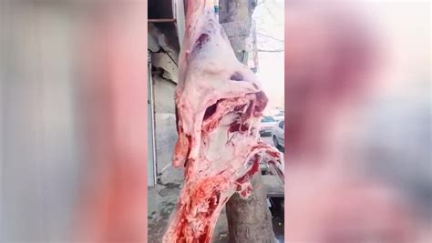 تماشای ویدیو قصابی حافظ اینما