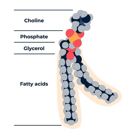 Accurate Fatty Acid Designations The Key To Optimal Health