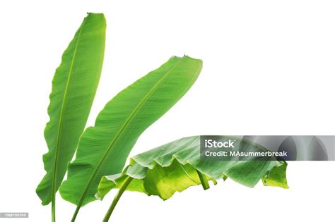 클리핑 경로와 흰색 배경에 고립 된 신선한 녹색 바나나 잎 0명에 대한 스톡 사진 및 기타 이미지 0명 과일 관목 Istock