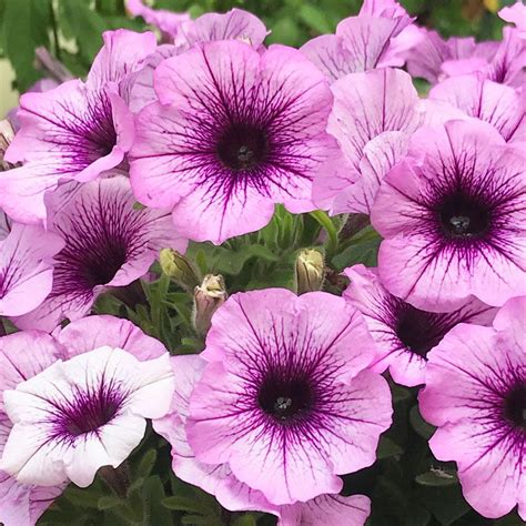 Petunien | Petunien, Gartenblumen, Garten