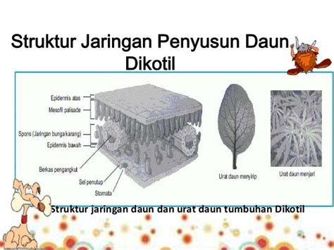 Struktur Jaringan Dan Fungsi Daun