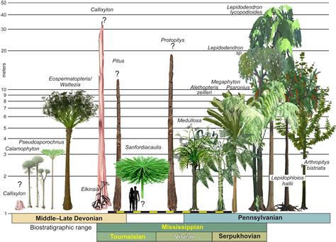 Enigmatic Fossil Plants With Three Dimensional Arborescent Growth
