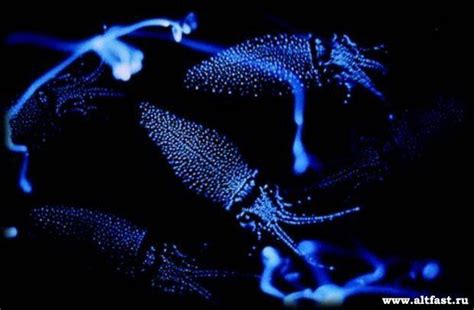 Watasenia Scintillans Bioluminescent Firefly Squid Vampire Squid