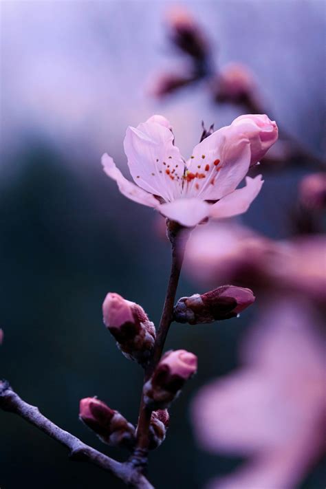 Hd Cherry Blossom Wallpapers