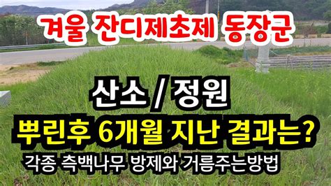 겨울에 살포한 동장군 6개월후 결과 정원에 각종 측백나무 방제와 거름주는 방법 잔디제초제 동장군 Youtube