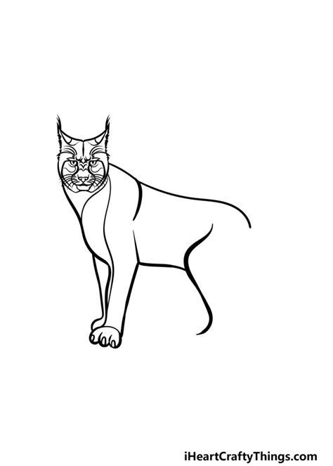Bobcat Drawing How To Draw A Bobcat Step By Step