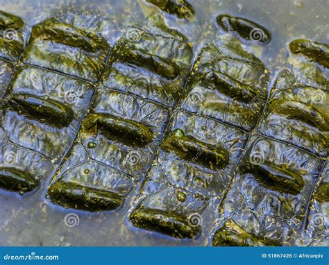 De Stekels En De Randen Op De Rug Van Een Levende Krokodil Stock Foto Image Of Huid Zoetwater