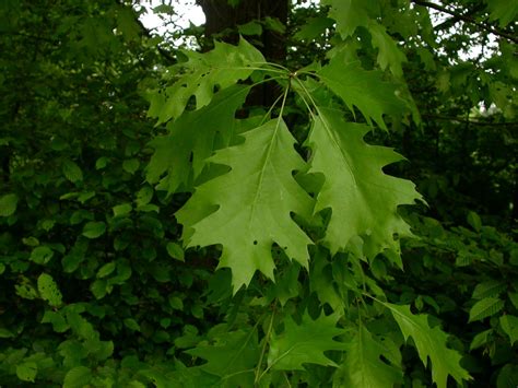 Quercus Rubra Fagaceae