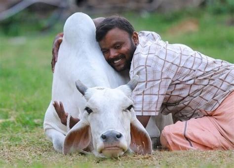 នៅថ្ងៃបុណ្យនៃក្តីស្រឡាញ់ ឥណ្ឌាចង់ឲ្យមនុស្សឱបគោ នគរដ្រេហ្គន