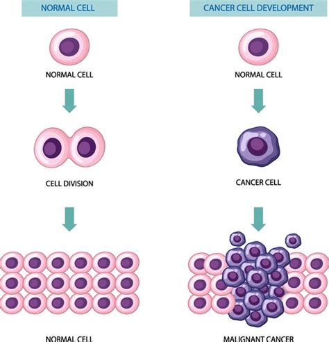 Normal Cells Vs Cancer Cells