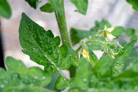 7 Tomato Plant Pests And How To Get Rid Of Them