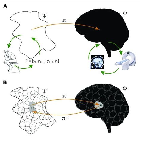 Representation Of System Level Functional Brain Mapping A Typical Download Scientific