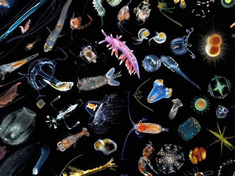 Home Marine Biodiversity Portal Of Bangladesh