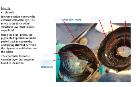 Cow Eye Features Diagram Quizlet