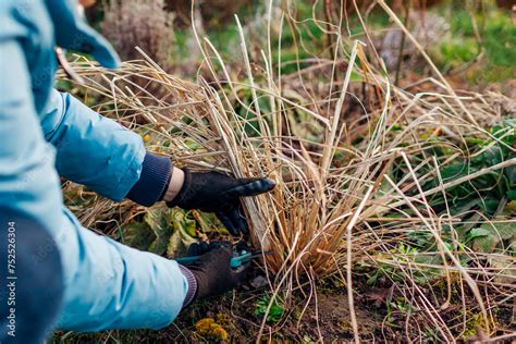 Cutting Back Ornamental Grasses In Spring Garden Gardener Pruning Pennisetum Taking Care Of