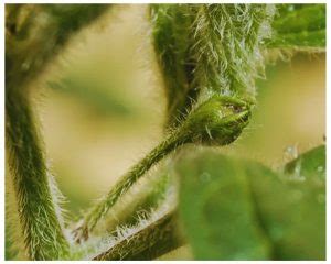 Difference Between Root Hair And Stem Hair A Blog With A Difference