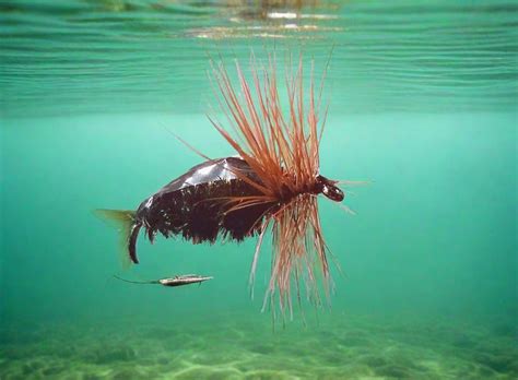 Brownbeetleinpixio1200x1200v1724284321