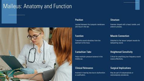 Malleus Anatomy And Function Ossicles Ppt Sample Acp Ppt Template