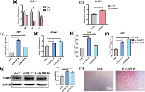 a dleu2 expression in hbmscs grown on ti samples in gm for 1 4 and