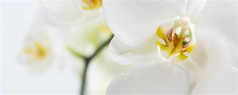 아름 답고 향기로운 흰색 Phalaenopsis 가까이 오키드 가족 꽃 식물입니다 복사 공간이 있는 넓은 자연스러운 배경 0명에 대한 스톡 사진 및 기타 이미지 Istock