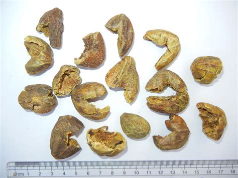 EU Certified Organic Haritaki in Mohan Estate , New Delhi , Narayani ...