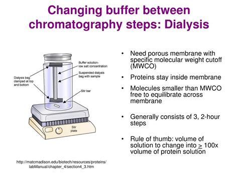 Dialysis Purification Of Proteins At Martha Castro Blog