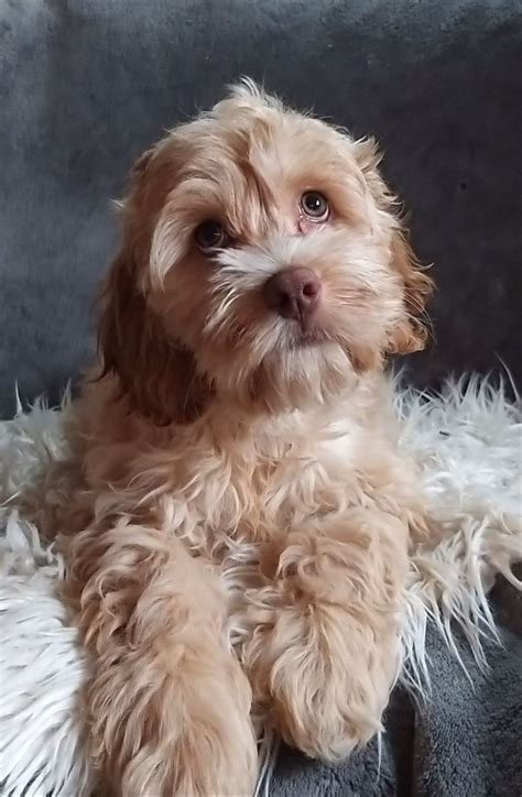 Prodajem Pse Američke Cockapoo