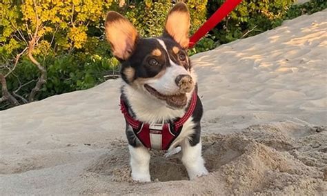 Buy Akc Pembroke Welsh Corgi Puppies Akc Corgi Breeders In Michigan