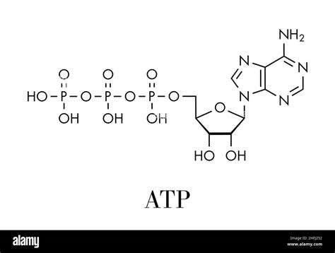 Adenosine Triphosphate Atp Molecule Functions As Neurotransmitter Rna Building Block Energy