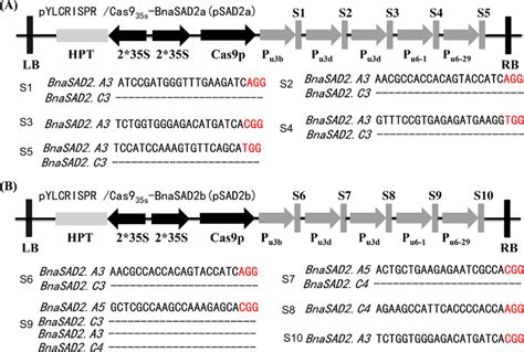 the schematics of binary plasmid vectors and the targets sequence the