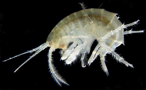 Gammarus Roeseli Alchetron The Free Social Encyclopedia