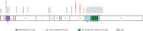 Setd1b Variants Associated With Absence Seizures European Journal Of
